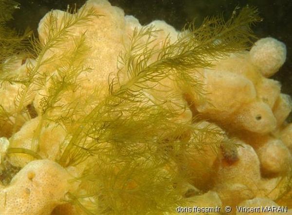 Bryopsis plumosa | DORIS