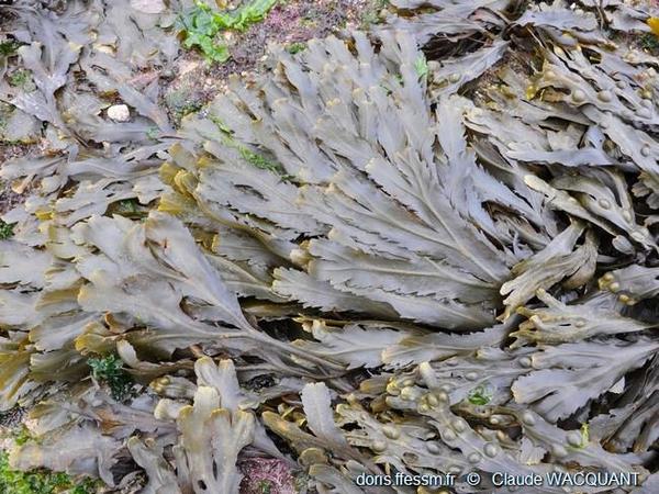 Fucus serratus | DORIS