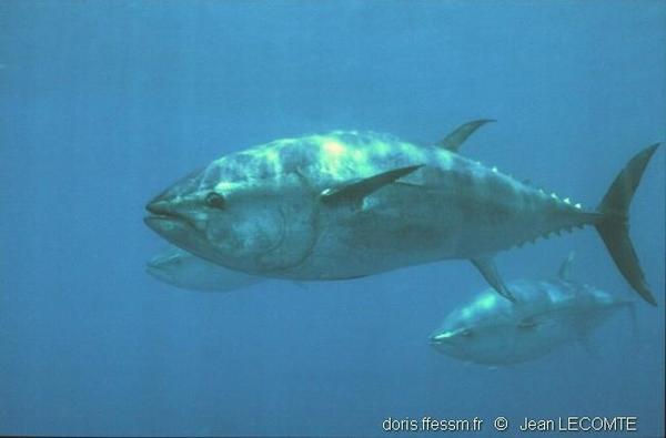Thunnus thynnus | DORIS