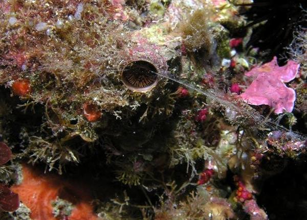 Thylacodes arenarius | DORIS