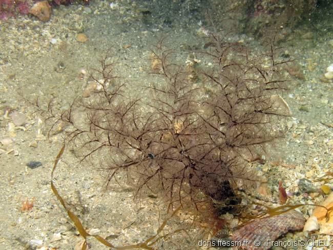 Thyone roscovita | DORIS