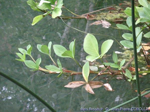 Menyanthes trifoliata | DORIS