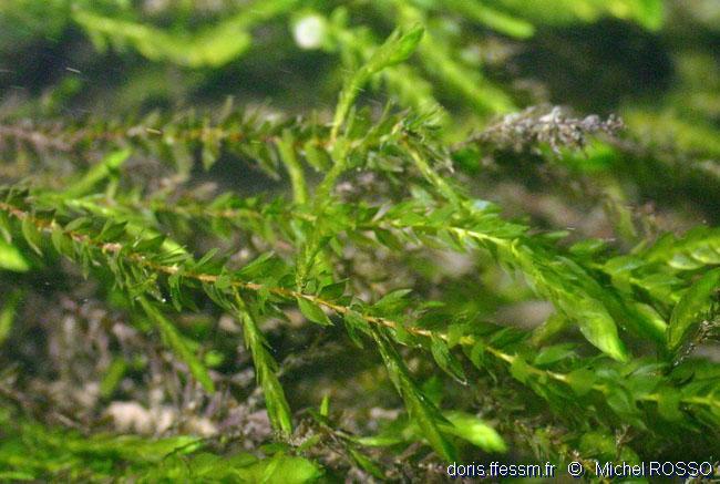 Fontinalis antipyretica | DORIS