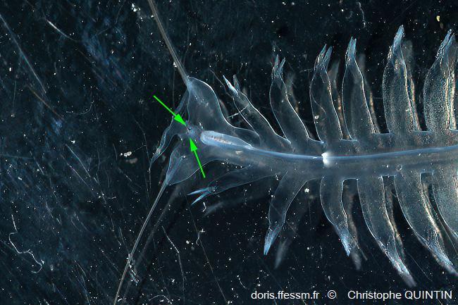 Tomopteris (Johnstonella) helgolandica | DORIS