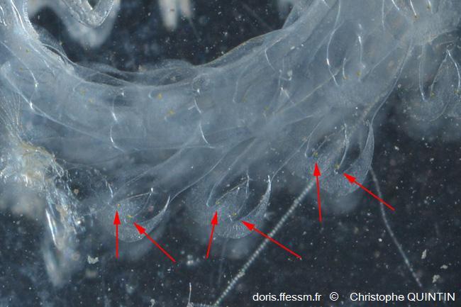 Tomopteris (Johnstonella) helgolandica | DORIS