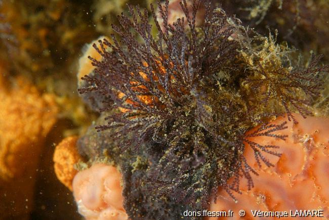 Bugula neritina | DORIS