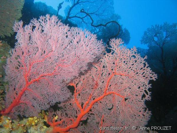 Melithaea ochracea | DORIS