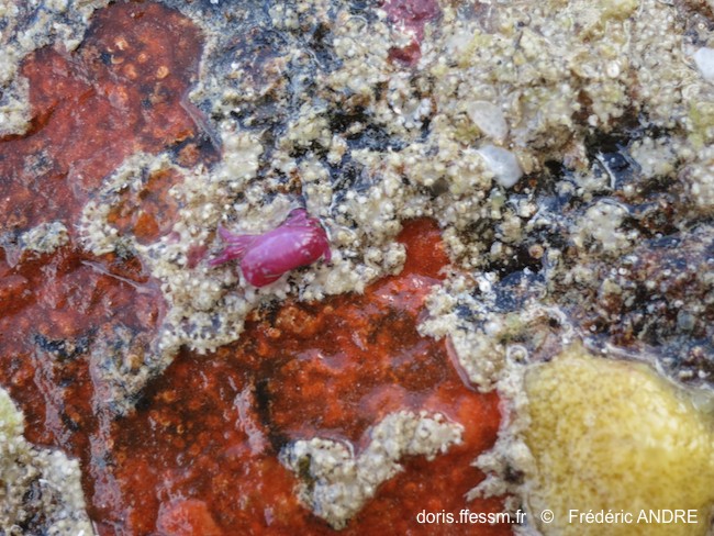 Liomera rugata | DORIS