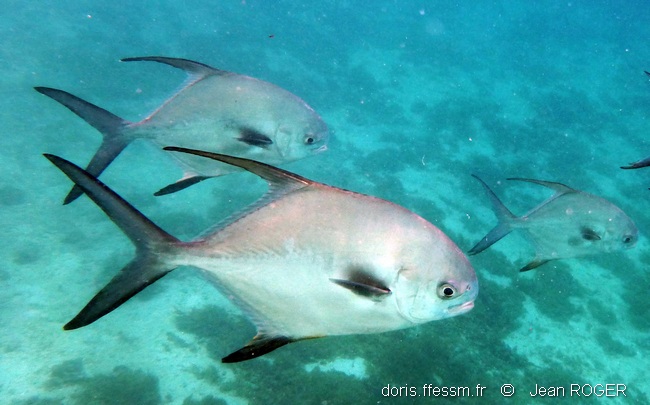 Trachinotus falcatus | DORIS