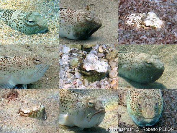 Trachinus radiatus | DORIS