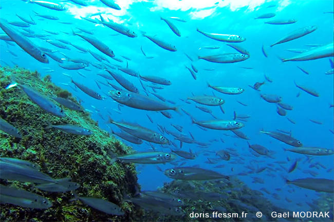 Trachurus picturatus | DORIS