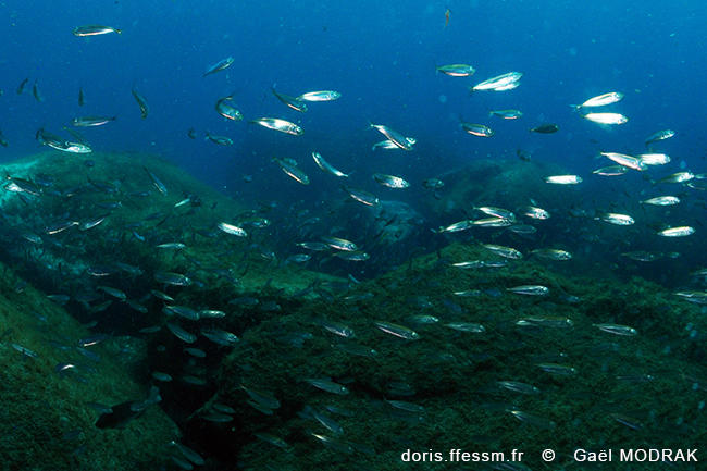 Trachurus picturatus | DORIS