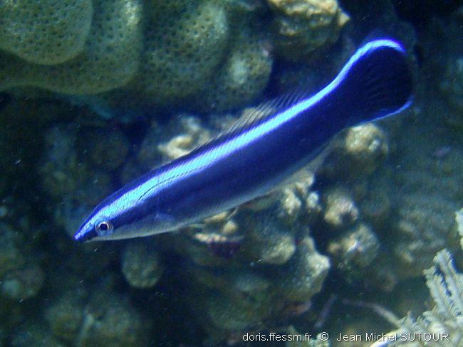 Labroides dimidiatus | DORIS