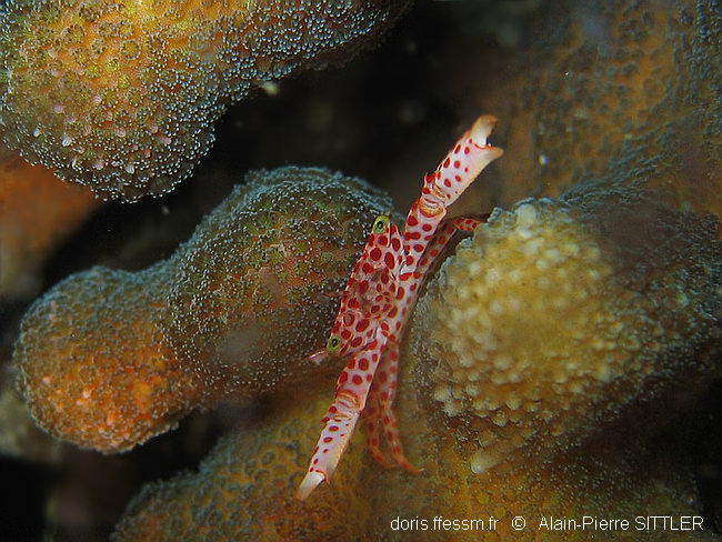 Trapezia rufopunctata | DORIS