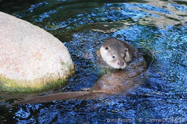 Lutra lutra | DORIS