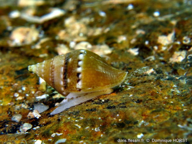 Columbella rustica | DORIS