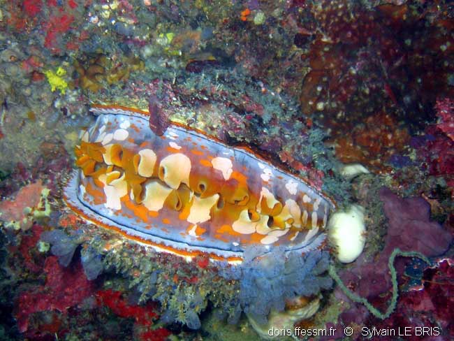 Spondylus varius | DORIS