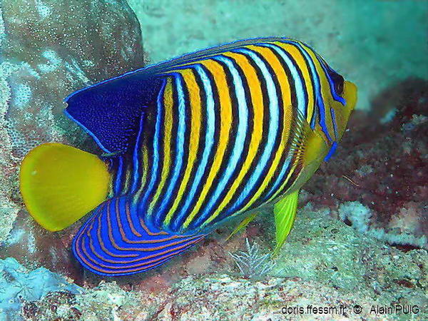 Pygoplites diacanthus | DORIS