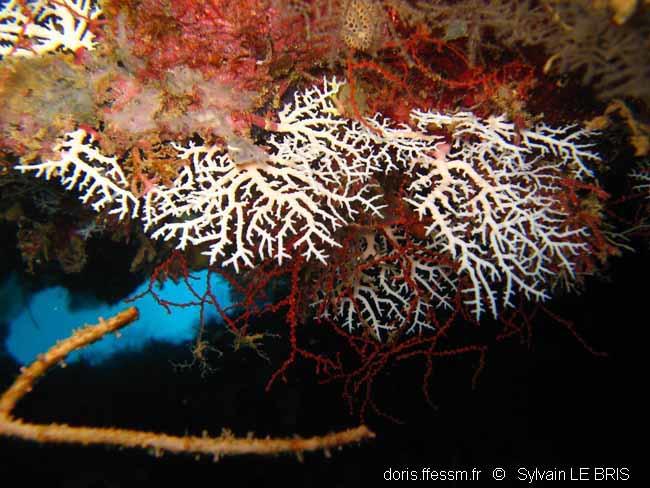 Stylaster spp. | DORIS