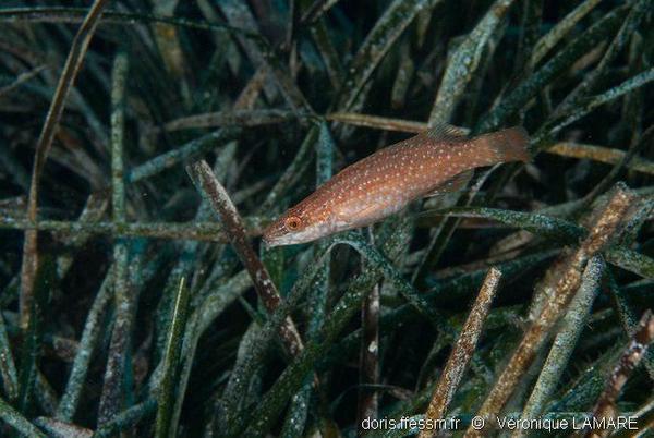 Labrus viridis | DORIS