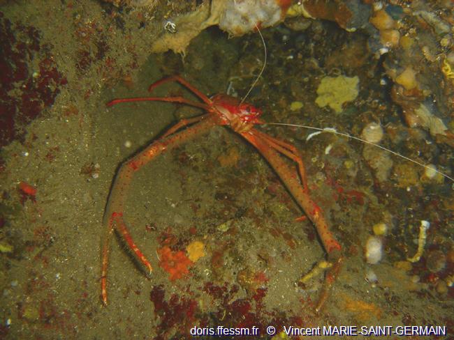 Munida rugosa | DORIS