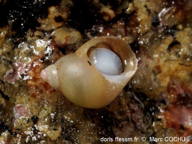 Tricolia pullus | DORIS