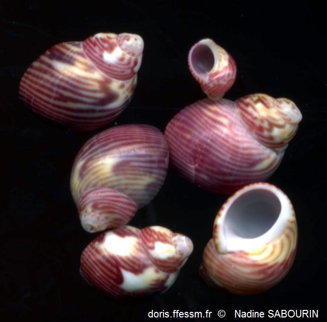 Tricolia pullus | DORIS