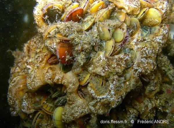 Trididemnum cereum | DORIS