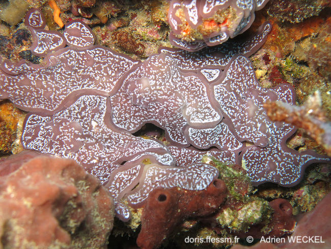 Trididemnum cyanophorum | DORIS
