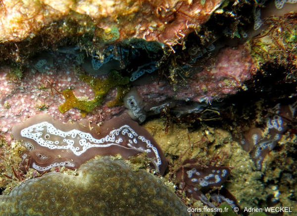 Trididemnum cyanophorum | DORIS