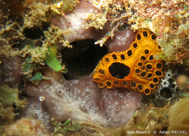 Trididemnum cyanophorum | DORIS