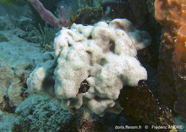 Trididemnum solidum | DORIS