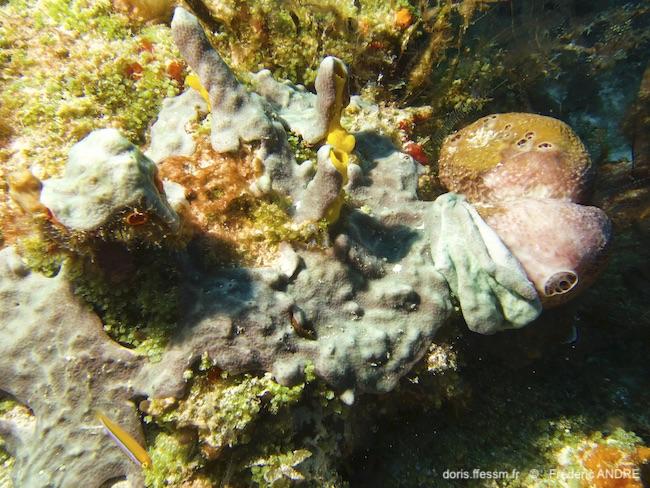 Trididemnum solidum | DORIS