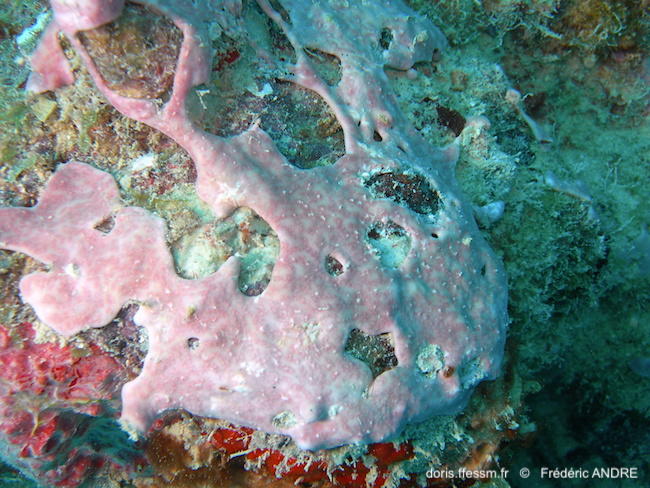 Trididemnum solidum | DORIS