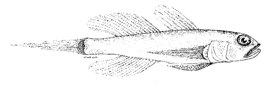 Trimmatom nanus | DORIS