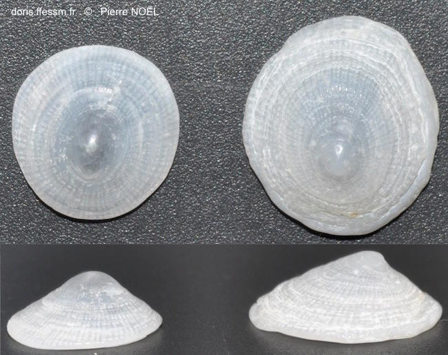 Trimusculus mammillaris | DORIS