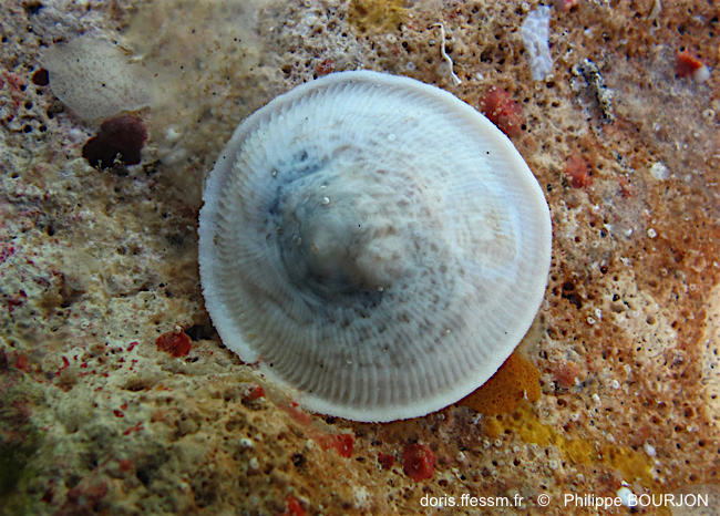 Trimusculus mauritianus | DORIS