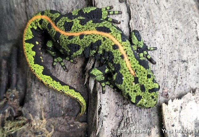 Triturus marmoratus | DORIS