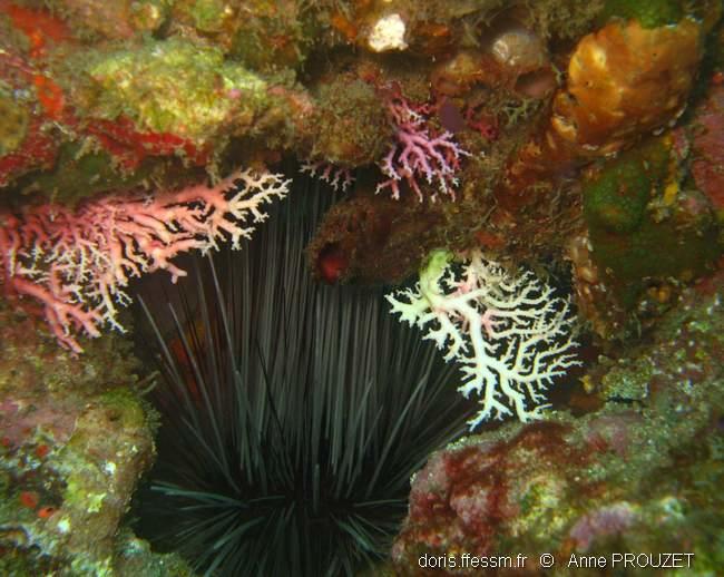 Stylaster roseus | DORIS