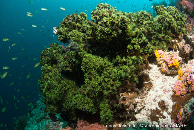 Tubastraea micranthus | DORIS