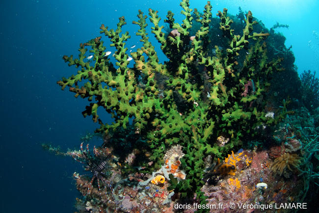 Tubastraea micranthus | DORIS