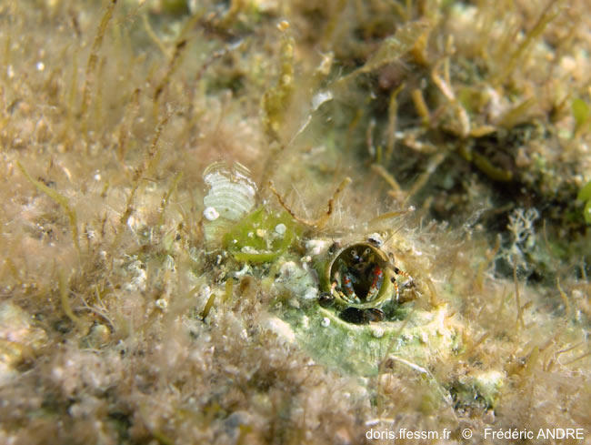 Vermetus triquetrus | DORIS