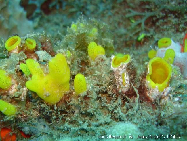 Siphonodictyon coralliphagum | DORIS
