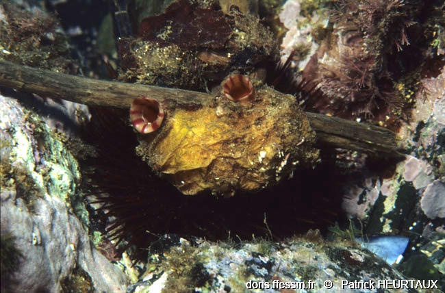 Microcosmus sabatieri | DORIS