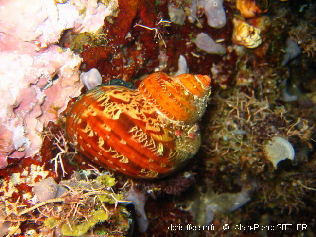 Turbo petholatus | DORIS