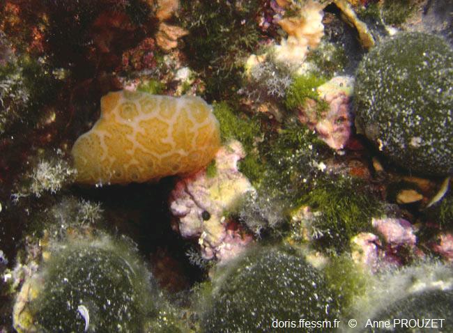 Aplidium conicum | DORIS