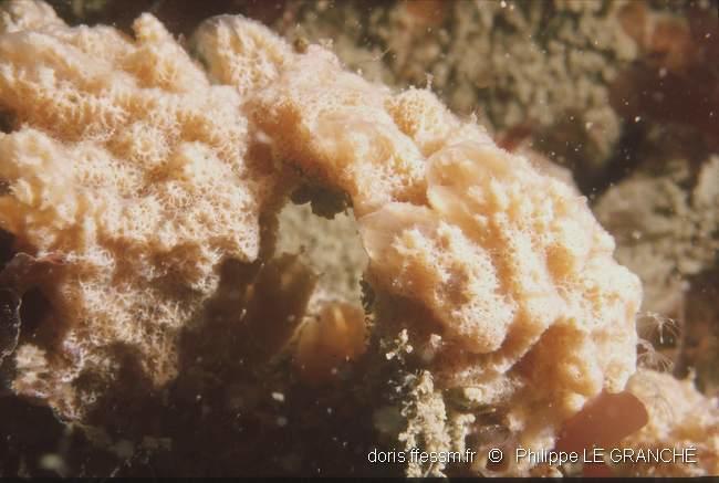 Ulosa digitata | DORIS