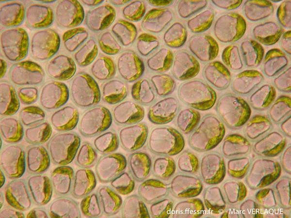 Ulva sp. groupe intestinalis | DORIS