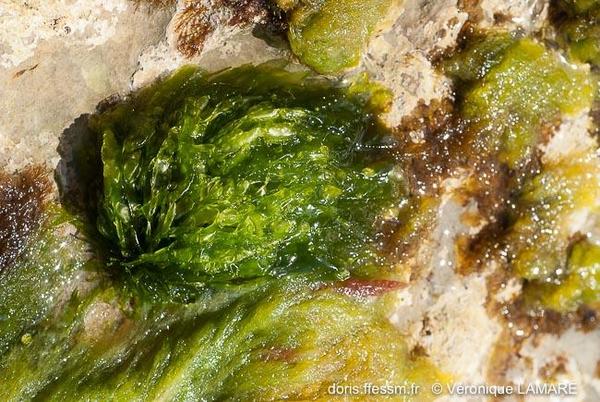Ulva sp. groupe intestinalis | DORIS
