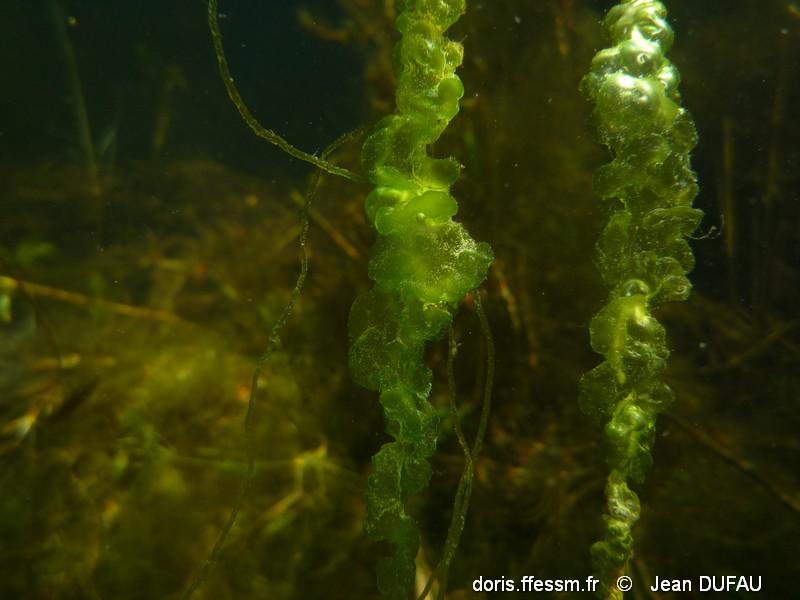 Ulva sp. groupe intestinalis | DORIS